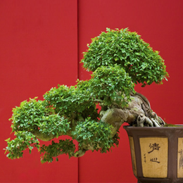 Stamps with the theme Bonsai - Freestampcatalogue.com - The free online ...